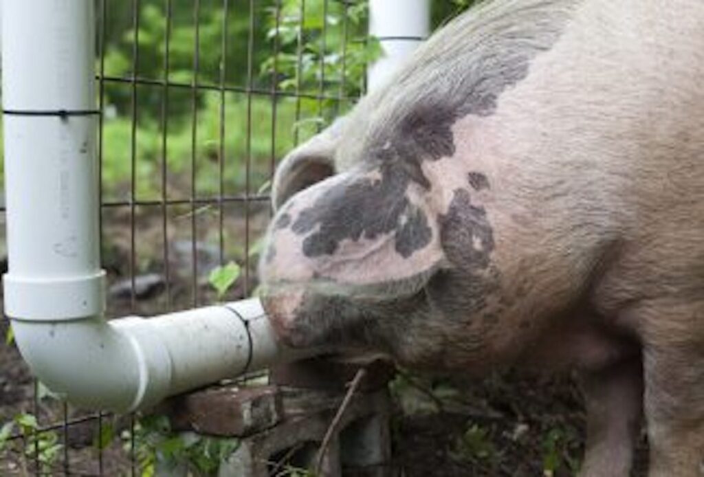 How to Make a Pig Waterer from PVC Pipe - Countryside